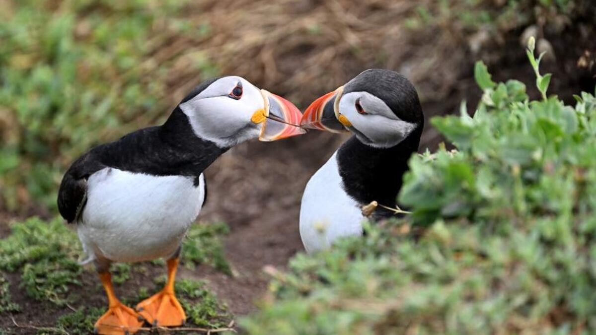 What Animals Can Be Found In Ireland